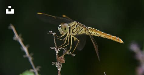 낮 동안 클로즈업 촬영에서 갈색 줄기에 노란색과 검은색 잠자리 사진 Unsplash의 무료