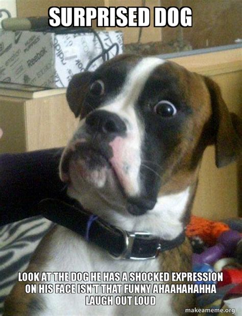 Surprised Dog Look At The Dog He Has A Shocked Expression On His Face