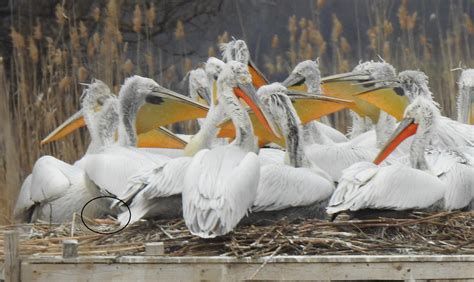 Българско дружество за защита на птиците Birdlife Bulgaria Home
