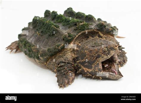 The Alligator Snapping Turtle Macrochelys Temminckii Isolated On