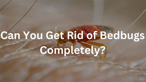 Can You Get Rid Of Bedbugs Completely Quality Affordable Pest Control