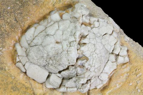 17 Cactocrinus Crinoid Calyx Burlington Formation Missouri 80796