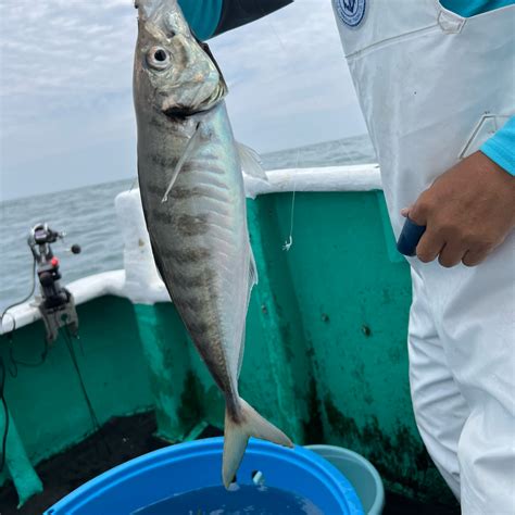 五目便 釣り船 福富丸