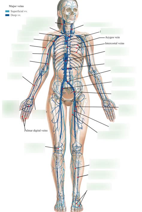 Venous System Diagram Quizlet