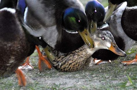 Tag Monkey Bizzarro Bazar