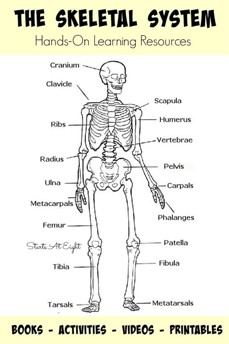 Image Result For Human Skeleton Printable Worksheet Skeletal System