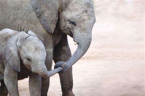 Як між собою спілкуються слони ЗВІДУСІЛЬ