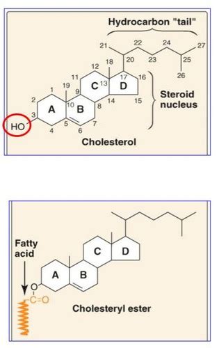 Biochem Lipid Introduction Flashcards Quizlet