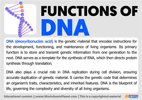 Dna Function Biology