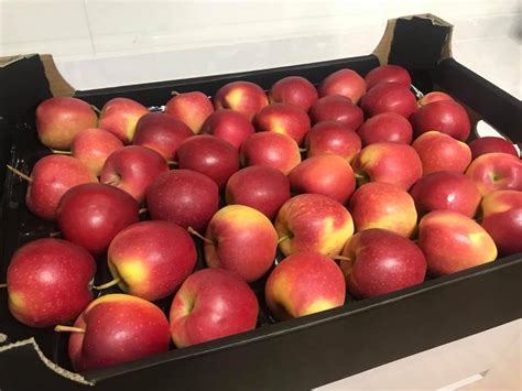 👉Шинэ ургацын польш алим шинээр Эра жимс Era Fruit Facebook