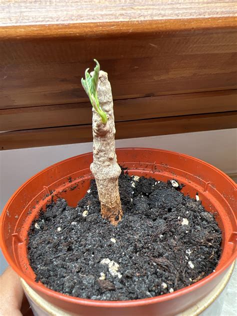 Baobab R Plants