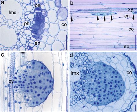 3 Development Of Lateral Root Primordia Lrp In Zea Mays A
