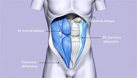 Effective Management Of Oblique Muscle Injury Causes Symptoms And T