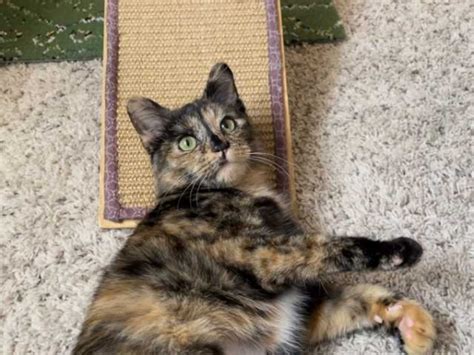 Cecilia Dream Animal Rescue