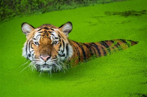 Premium Photo Bengal Tiger In The Water