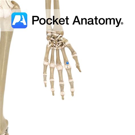Collateral Ligaments Of Metacarpophalangeal Joints Pocket Anatomy