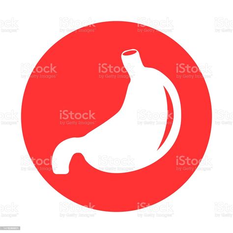 Human Stomach Anatomy Detail Illustration Of A Human Stomach Stock Illustration Download Image