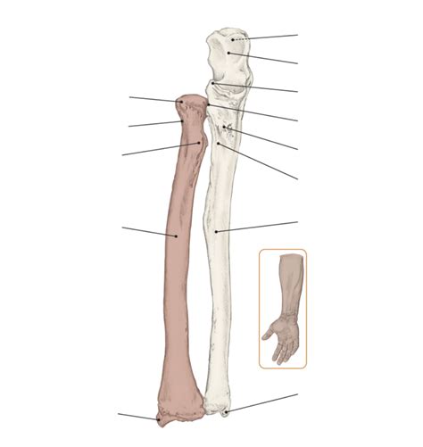 Radius And Ulna 1 Diagram Quizlet
