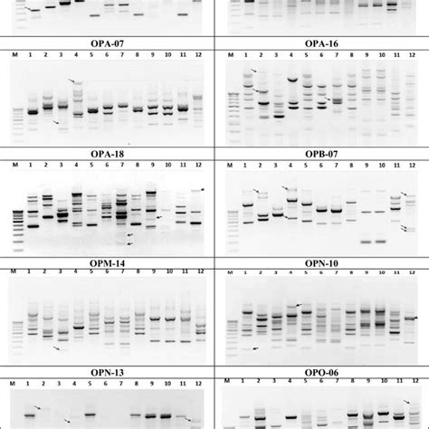 Rapd Profile Of Antagonist Trichoderma And Test Pathogen Using Download Scientific Diagram
