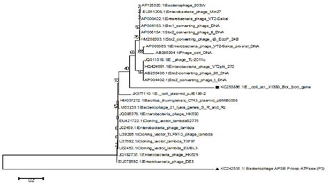 Phylogenetic Tree Constructed With Mega Software Package Version 5 3 Download Scientific