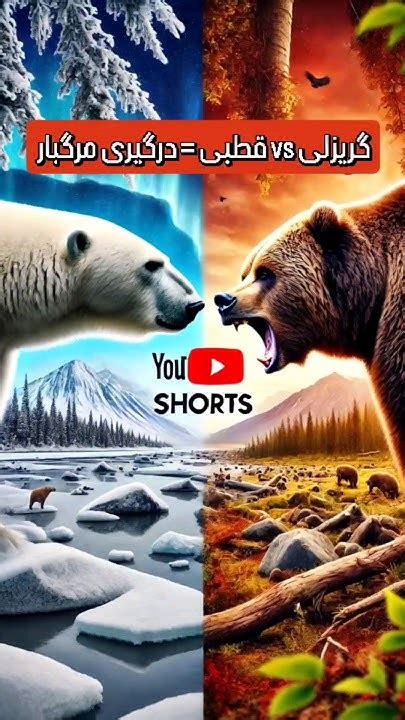 نبرد مرگبار خرس گریزلی در مقابل خرس قطبی Youtube