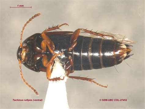Tachyporinae