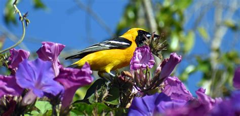 Hooded Oriole Morning Glory Rbirding