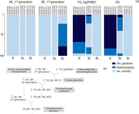Introgression Of A Synthetic Sex Ratio Distortion Transgene Into Different Genetic Backgrounds