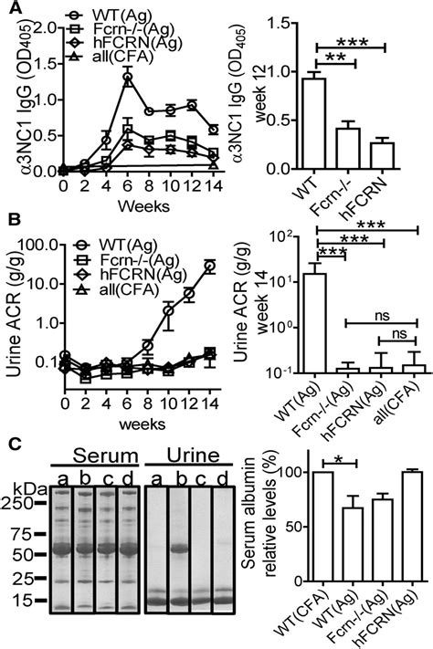 Neonatal Fc Receptor Promotes Immune Complex Mediated Glomer Journal Of The American