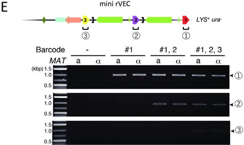 Construction Of Rdna Vectors Rvecs A Structure Of Rvecs Unique