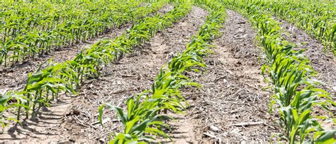 Ks Corn Stem About Ks Corn