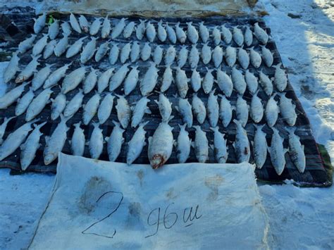 Улаагчны хар нуураас хууль бусаар их хэмжээний загас агнасан этгээдийг долоон сая төгрөгөөр