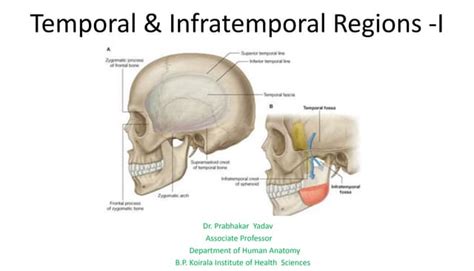 Temporal And Infratemporal Region I Ppt