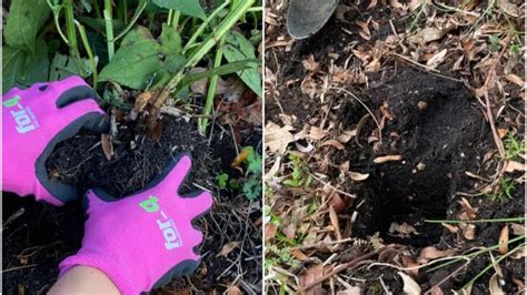 How When To Divide Irises