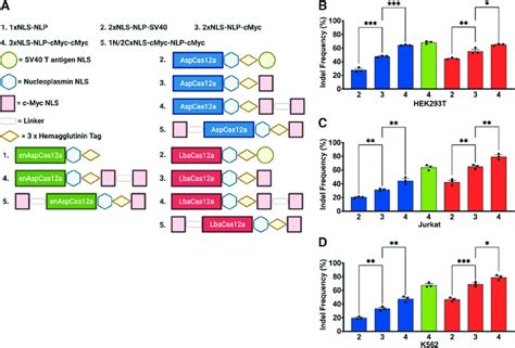 New Cas12a Nls Variants Demonstrate Improved Activity In Transformed Download Scientific