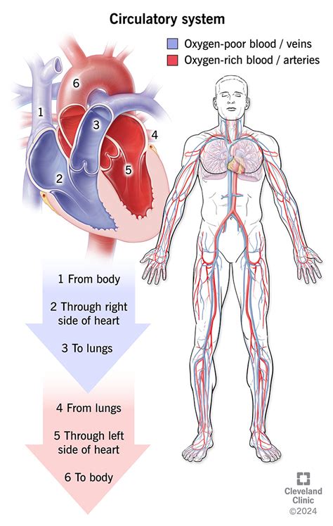 Circulatory System Coloring Pages 2025 Circulatory System Coloring Pages 2025