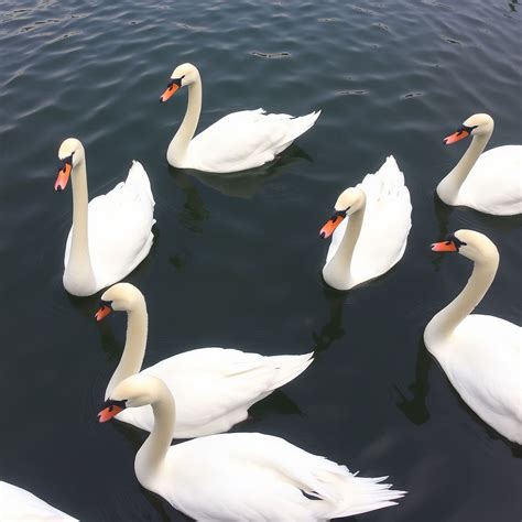 Exploring The Significance Of 7 Swans A Swimming In The 12 Days Of