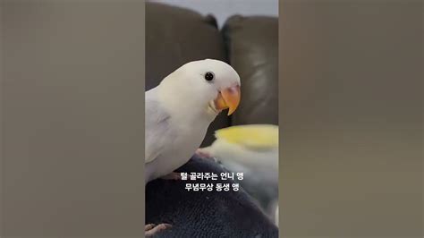 털 골라주는 모란앵무 앵두 동생 포도는 귀찮아😖 모란앵무 앵무새 귀여워 반려조 Parrot Youtube