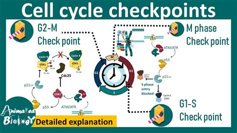 Spindle Assembly Checkpoint Cell Cycle At Stanley Musso Blog