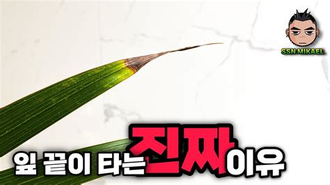 식물 잎 끝이 타는 이유 잎 끝이 마르는 이유 확실히 알려드림 Youtube