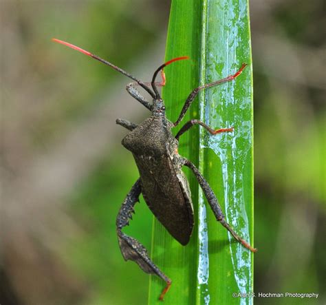 Florida Leaf Footed Bug In Big Cypress National Reserve In Florida