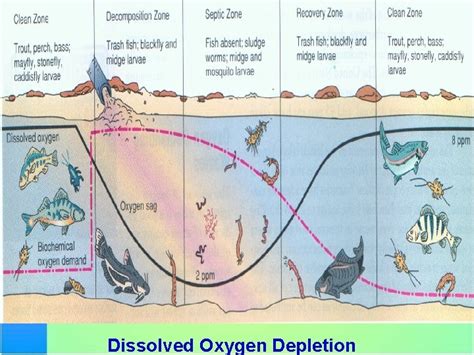 Water Quality Management In Rivers Dissolved Oxygen Depletion