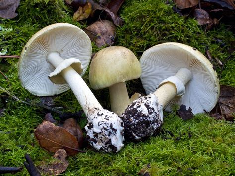 Amanita Phalloides The Toxic Death Cap Identification And Info