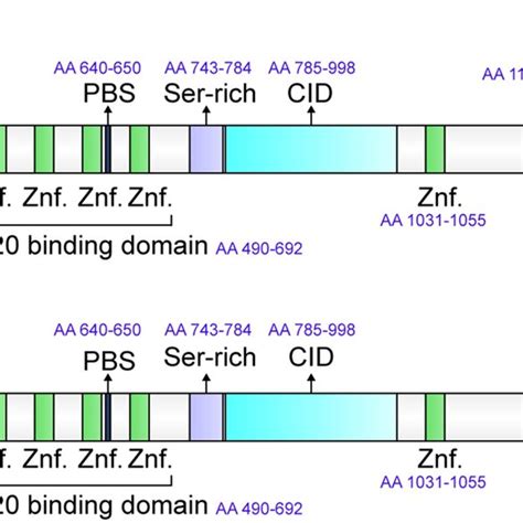 The Protein Structure Of Casz1 Znf Zinc Finger Nls Nuclear Download Scientific Diagram