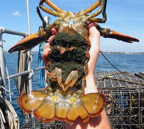 Instancesegmentation Egg Berriedlobster Instance Segmentation Dataset