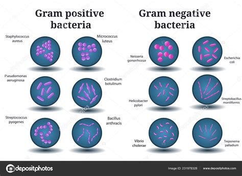Coccus Bacteria Arrangement