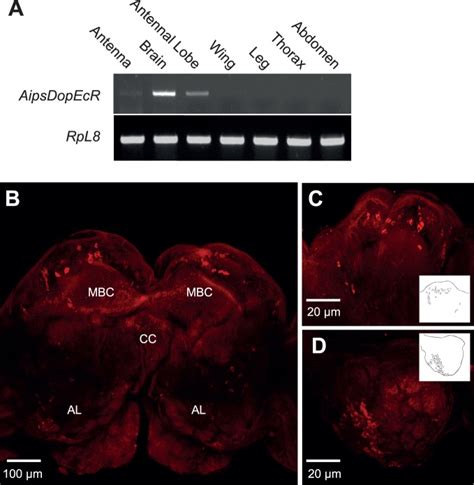 Involvement Of The G Protein Coupled Dopamine Ecdysteroid Receptor Dopecr In The Behavioral