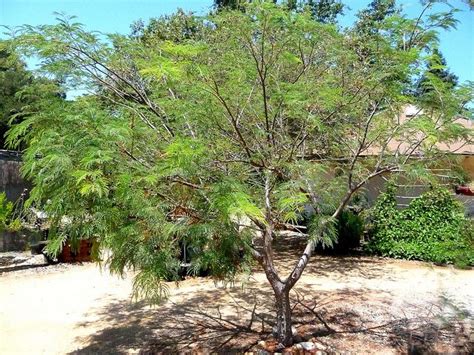 86 Best Images About Desert Landscaping On Pinterest