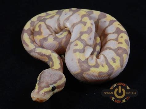Morph List World Of Ball Pythons