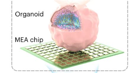 뇌 조직 전자회로 연결 바이오컴퓨터 음성 인식 수행했다